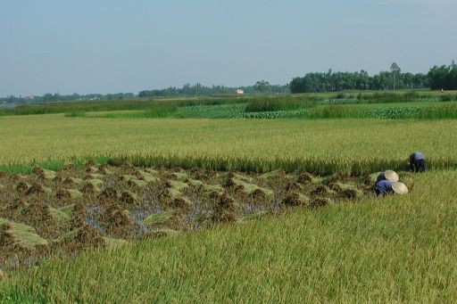 Cutting Rice
